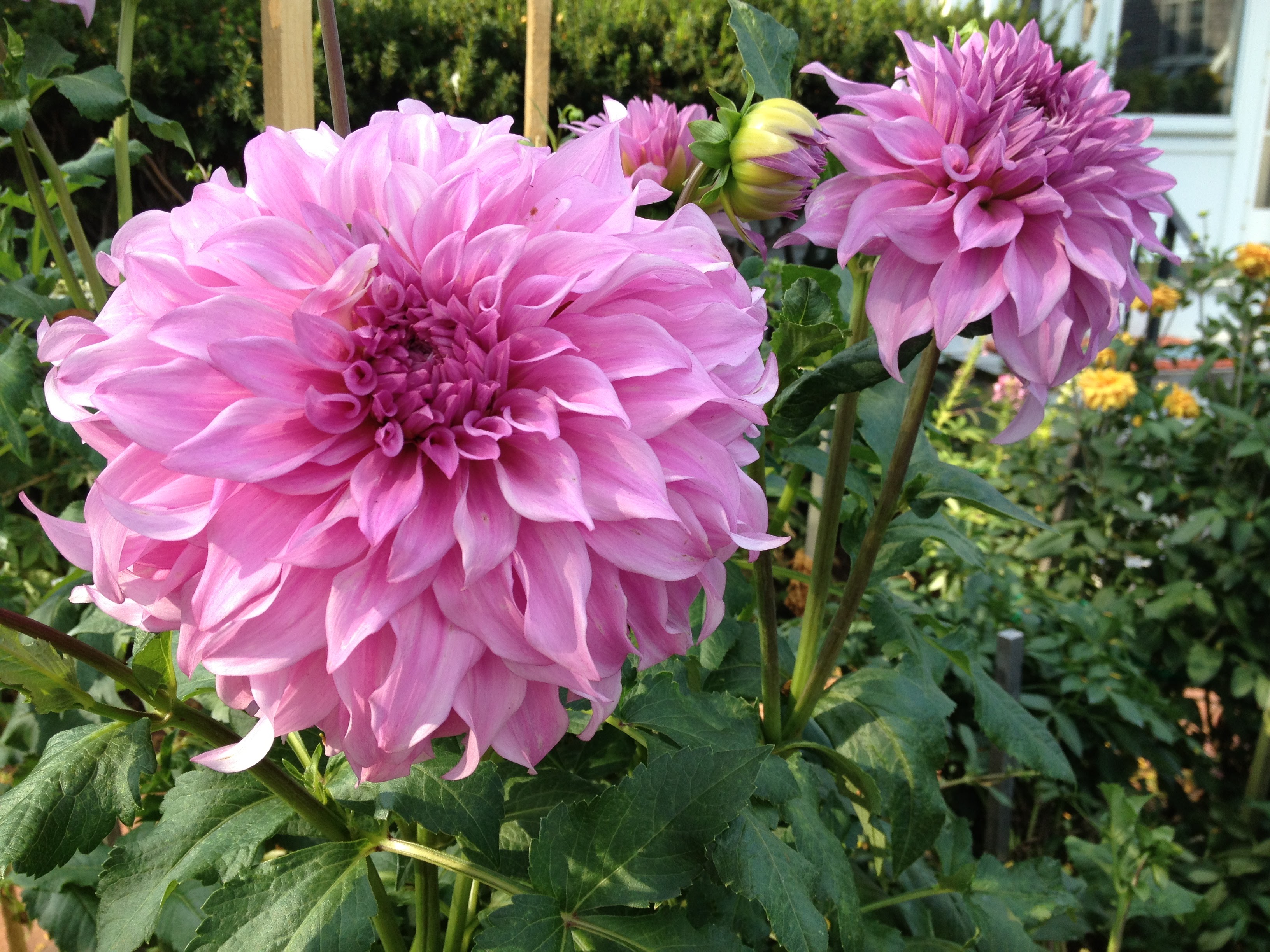 Sharing Mary Oliver’s World – lillian the home poet