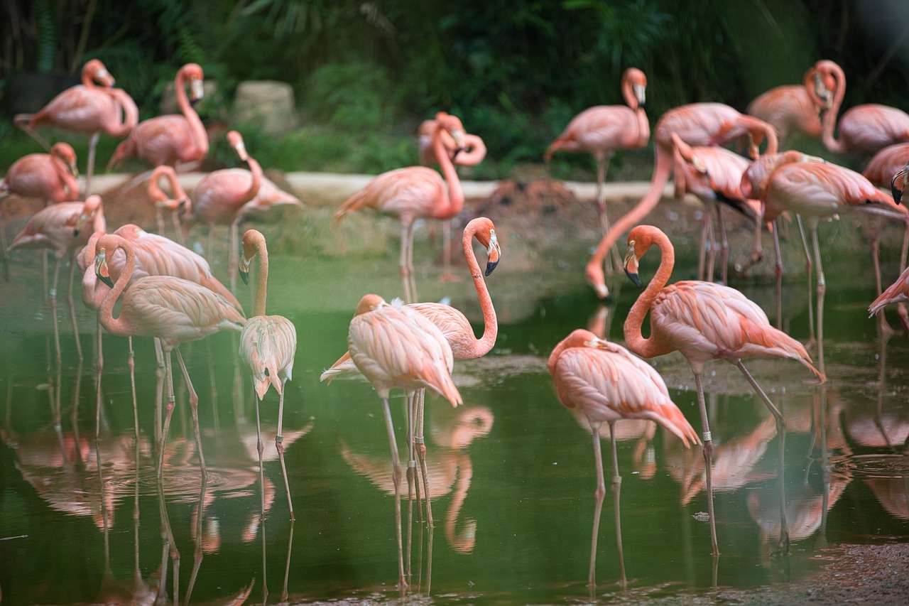 A Colony of Ants, a Flamboyant of Flamingos, and a Bloat of ...
